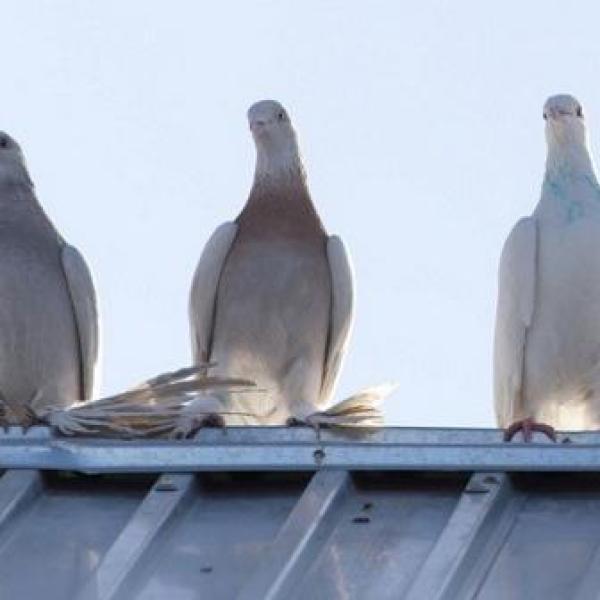 why do pigeons stop flying