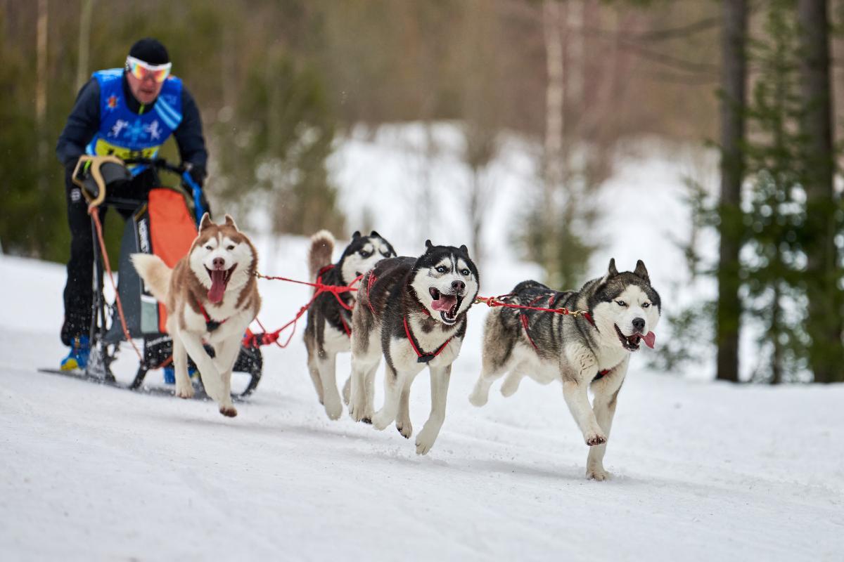 What is Dog Mushing? - A Guide to Dog Sledding