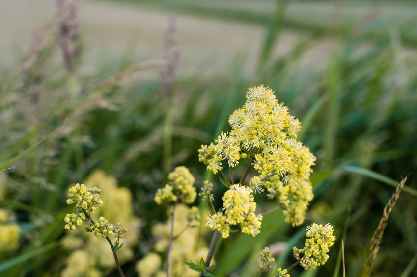 How to Care for a Rue Plant - 6 steps