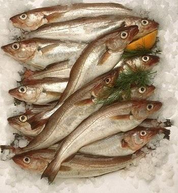 What Are Some Examples Of White Fish