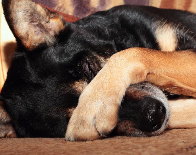 How to Cure a Dog's Stye with Natural Remedies