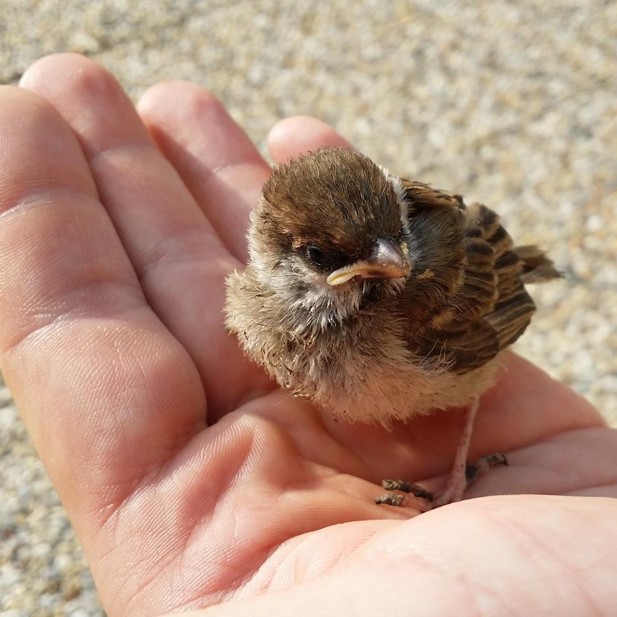 fledgling sparrow care