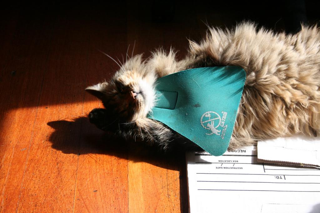 How Does a Cat Bib Work