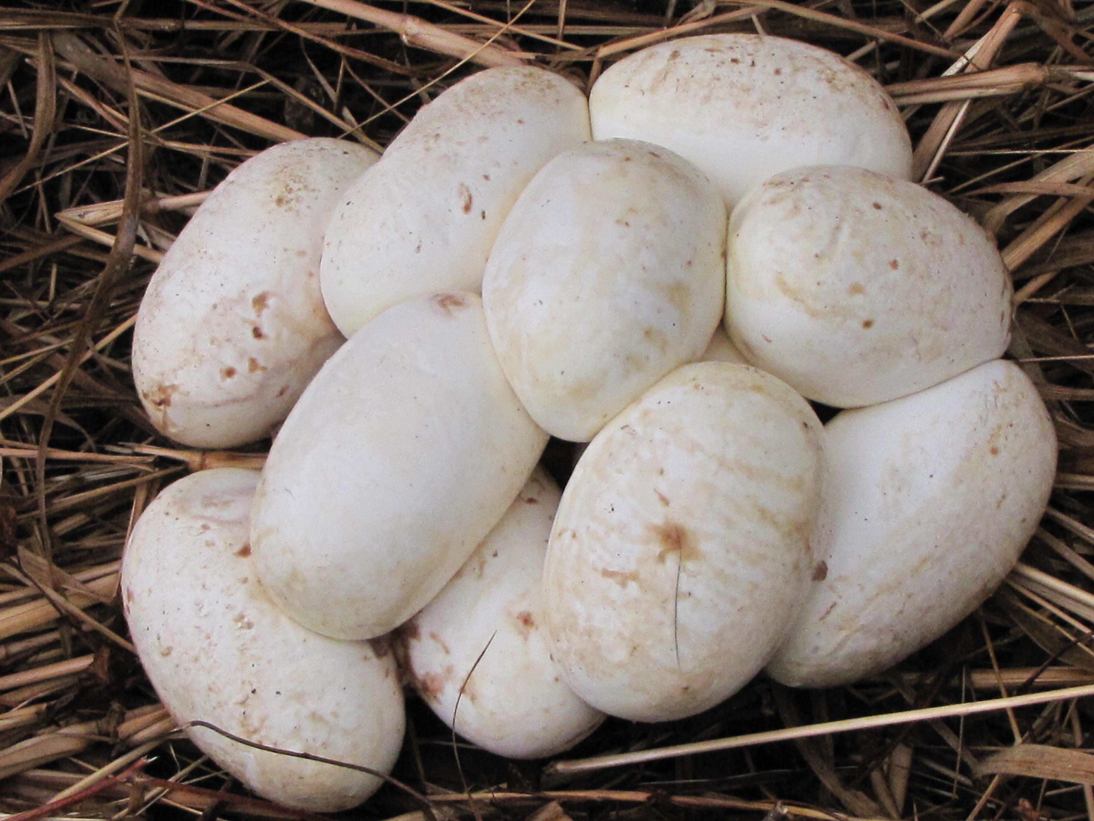snake eggs small
