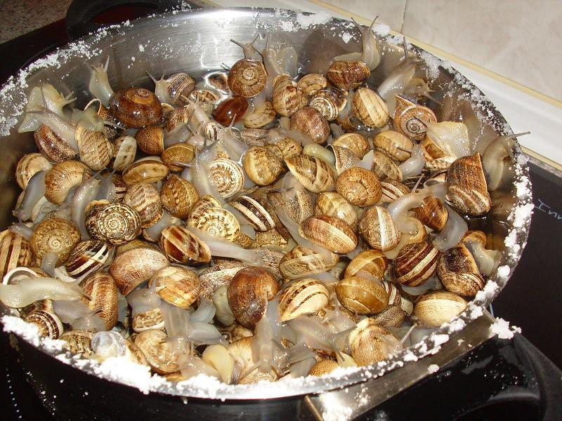 How to clean and cook snails