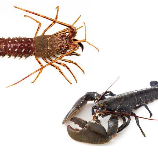 Crayfish Vs Crawfish Comparison Of Body Size And Chela Size Between