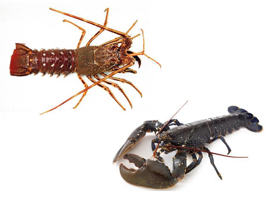 difference between crayfish and crawfish