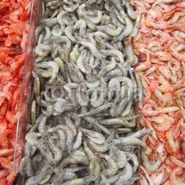 Prawn And Shrimp Difference