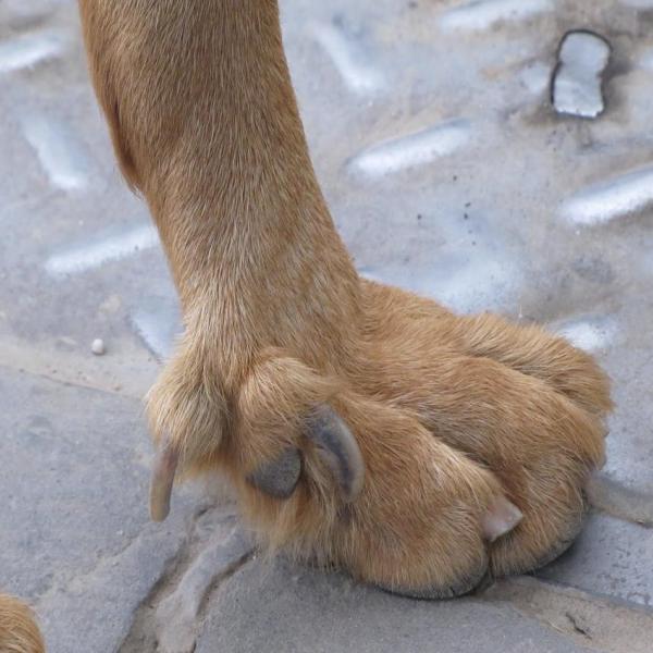 Clipping dew claws store