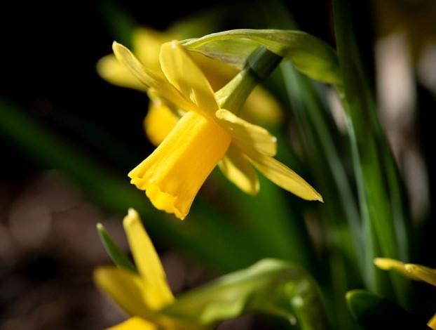16 Types of Bulb Plants - Names, Characteristics and Photos
