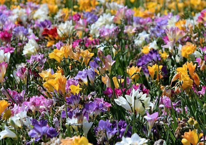 16 Types of Bulb Plants - Names, Characteristics and Photos