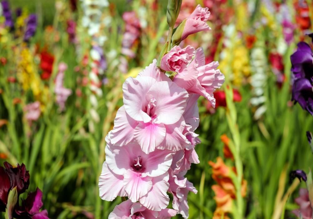 16 Types of Bulb Plants - Names, Characteristics and Photos