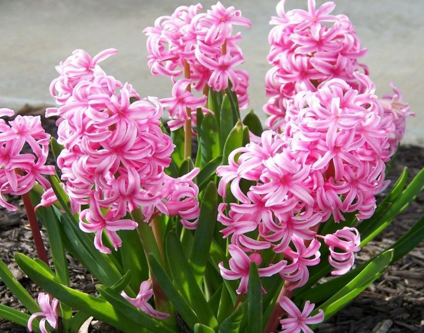 16 Types of Bulb Plants - Names, Characteristics and Photos