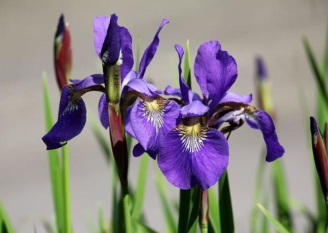 16 Types of Bulb Plants - Names, Characteristics and Photos