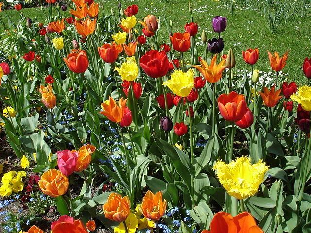 16 Types of Bulb Plants - Names, Characteristics and Photos