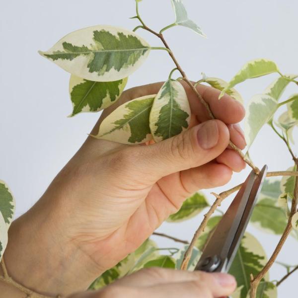 Ficus Tree Pruning Tips