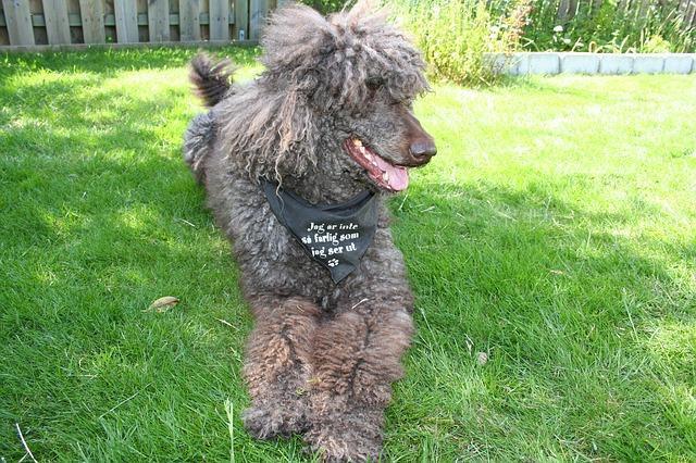 Standard Poodle Cut Hair Styles