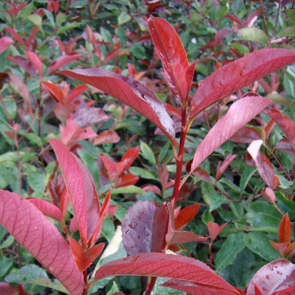 How to Prune a Photinia Red Robin - 4 steps
