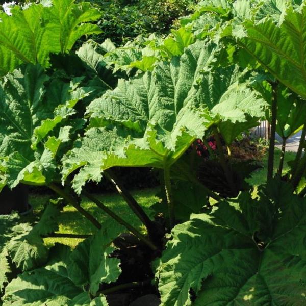 large leaf plants uk