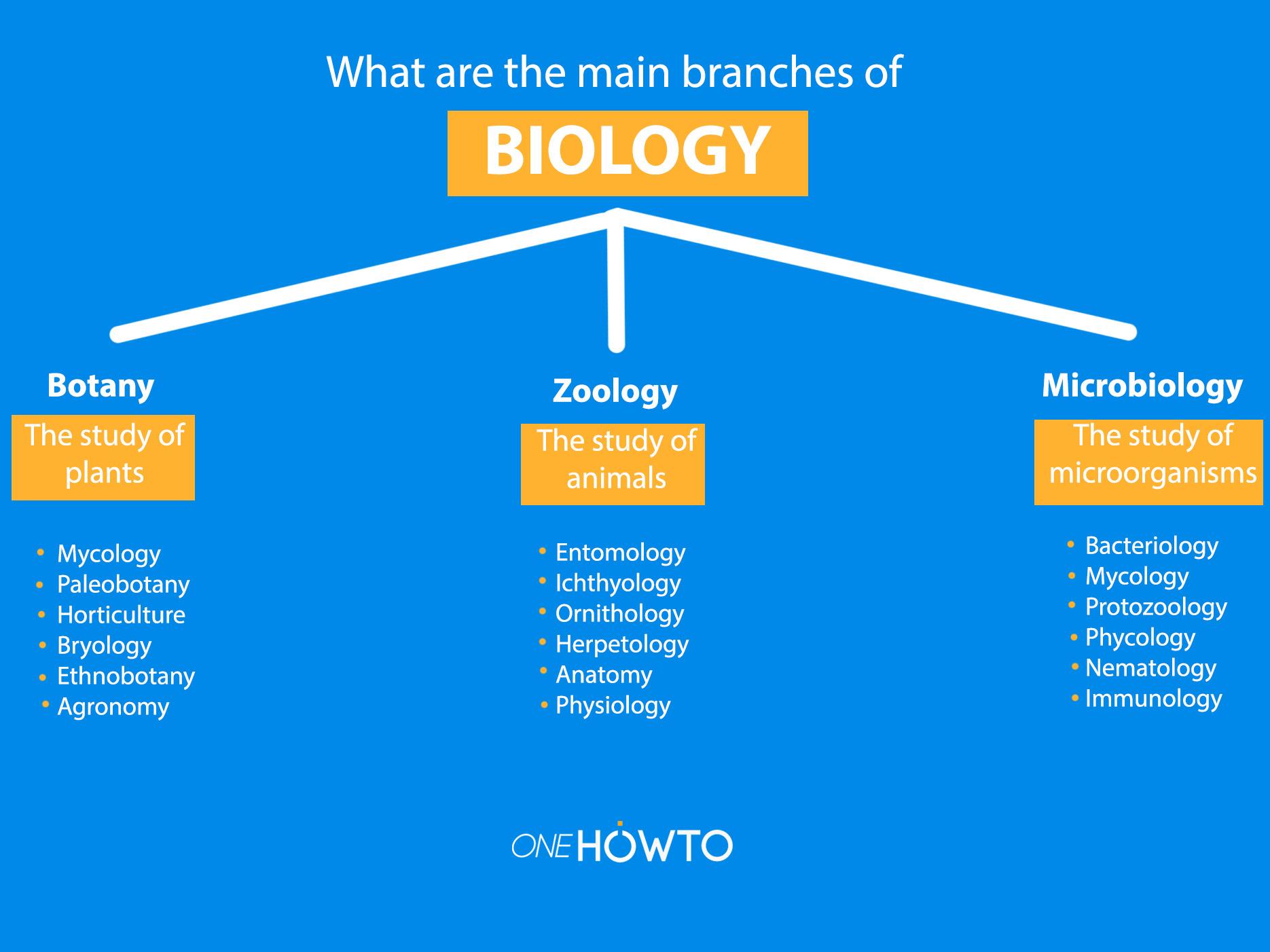 What Are The Different Branches Of Science The Major Major Branches Of