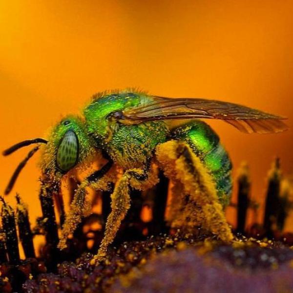 is 300 pixels high resolution